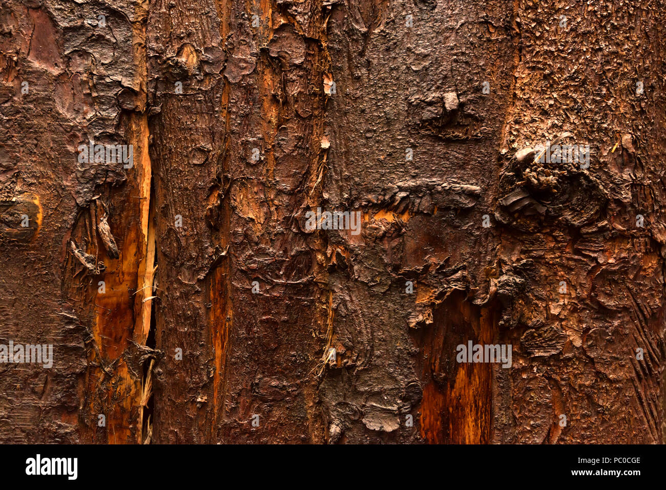 Texture of dark bark Stock Photo - Alamy