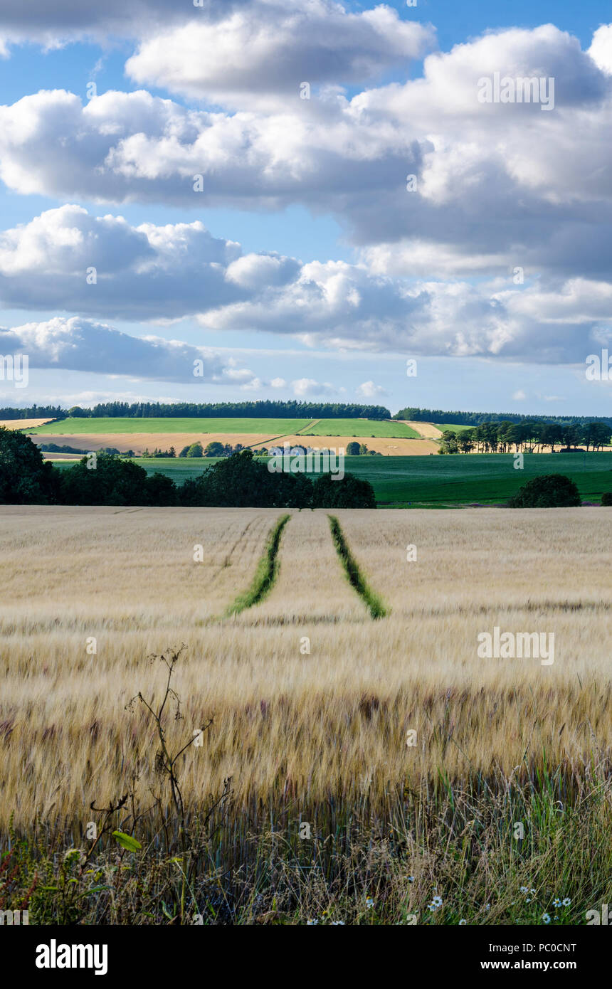 A view looking ou across a field of barley at hills in the distance ...