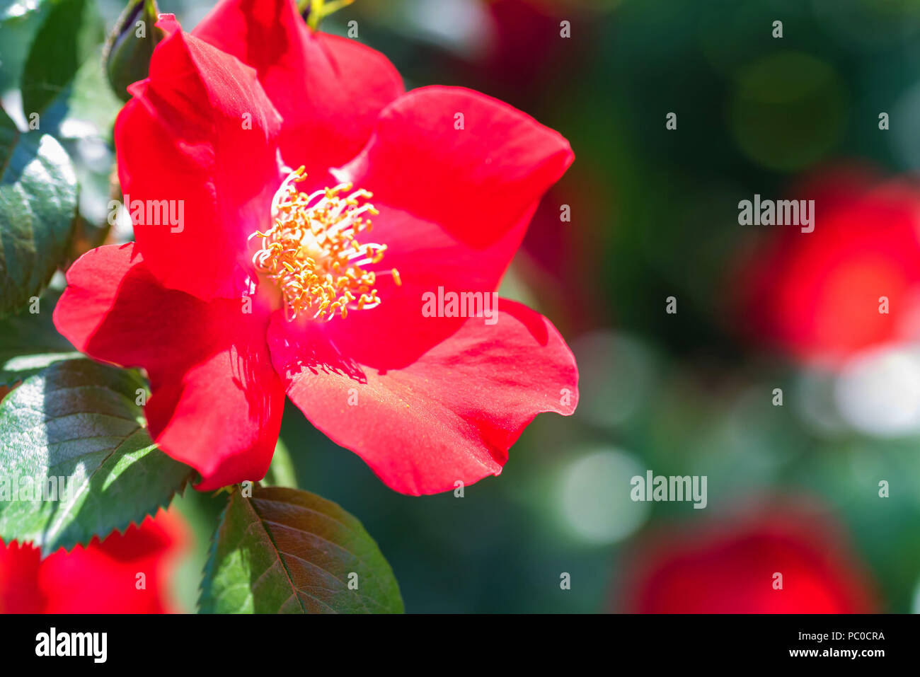 Beautiful red dogrose flower Stock Photo - Alamy