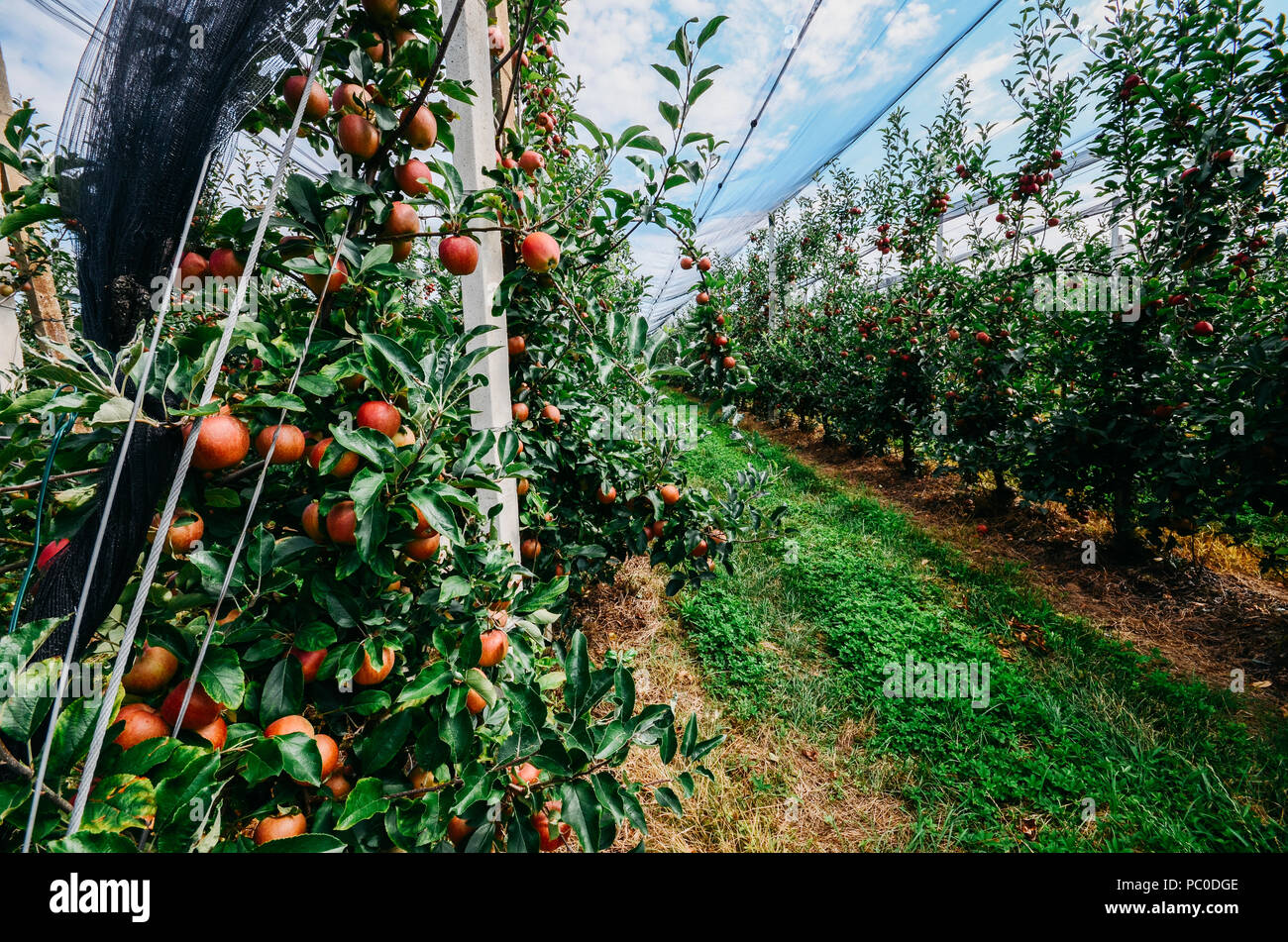 Apple farm agriculture hi-res stock photography and images - Alamy