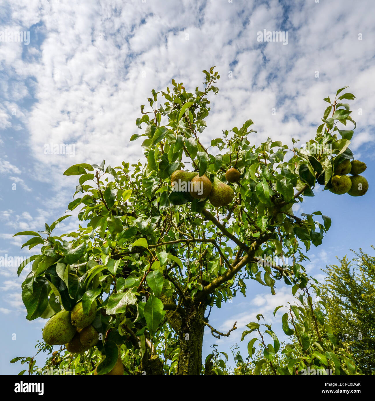 Pear hanging on tree hi-res stock photography and images - Alamy