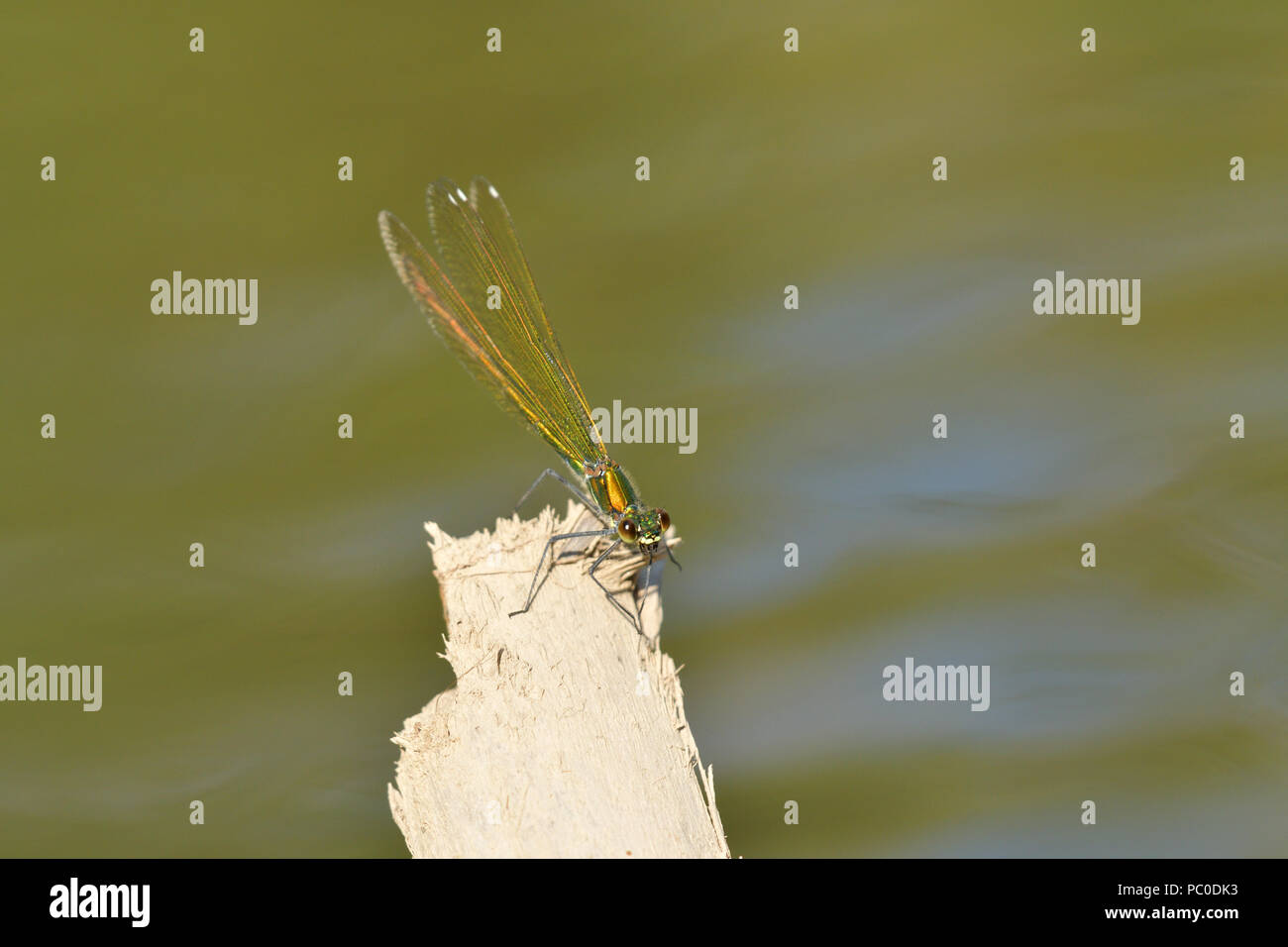 Dragonfly hunting for mosquito and eating a fly Stock Photo - Alamy