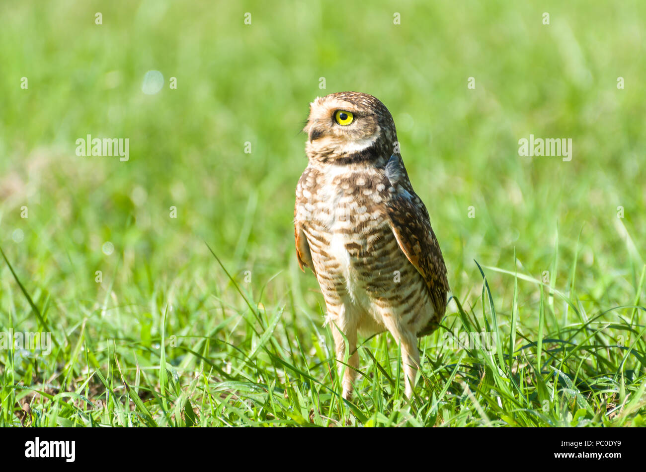 Beautiful owl hi-res stock photography and images - Alamy