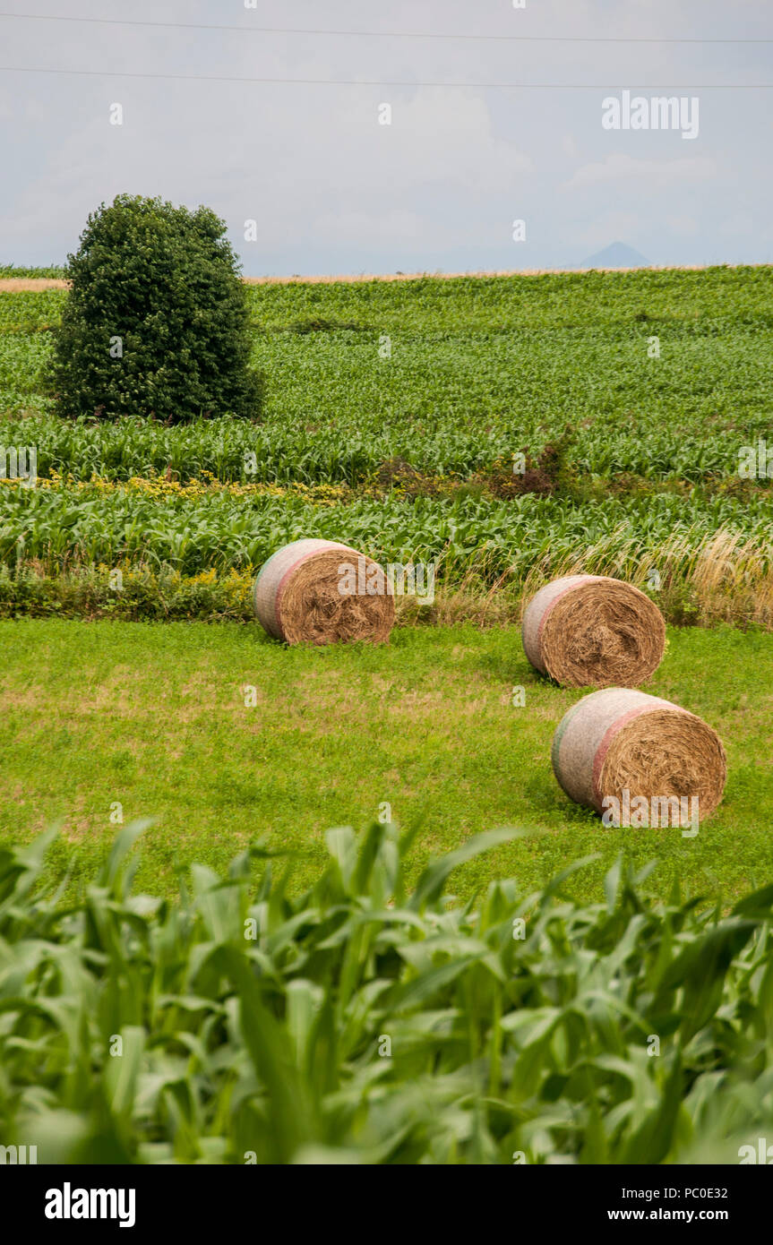 Croatia, Europe: nature, landscape and yellow haystacks with green ...