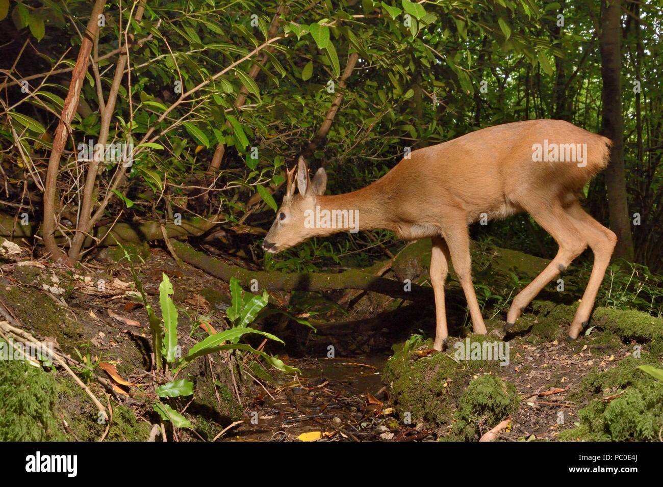 Roe deer buck june hi-res stock photography and images - Alamy