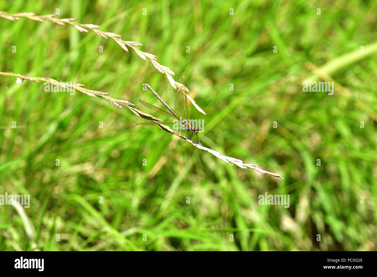 Dragonfly eating butterfly hi-res stock photography and images - Alamy