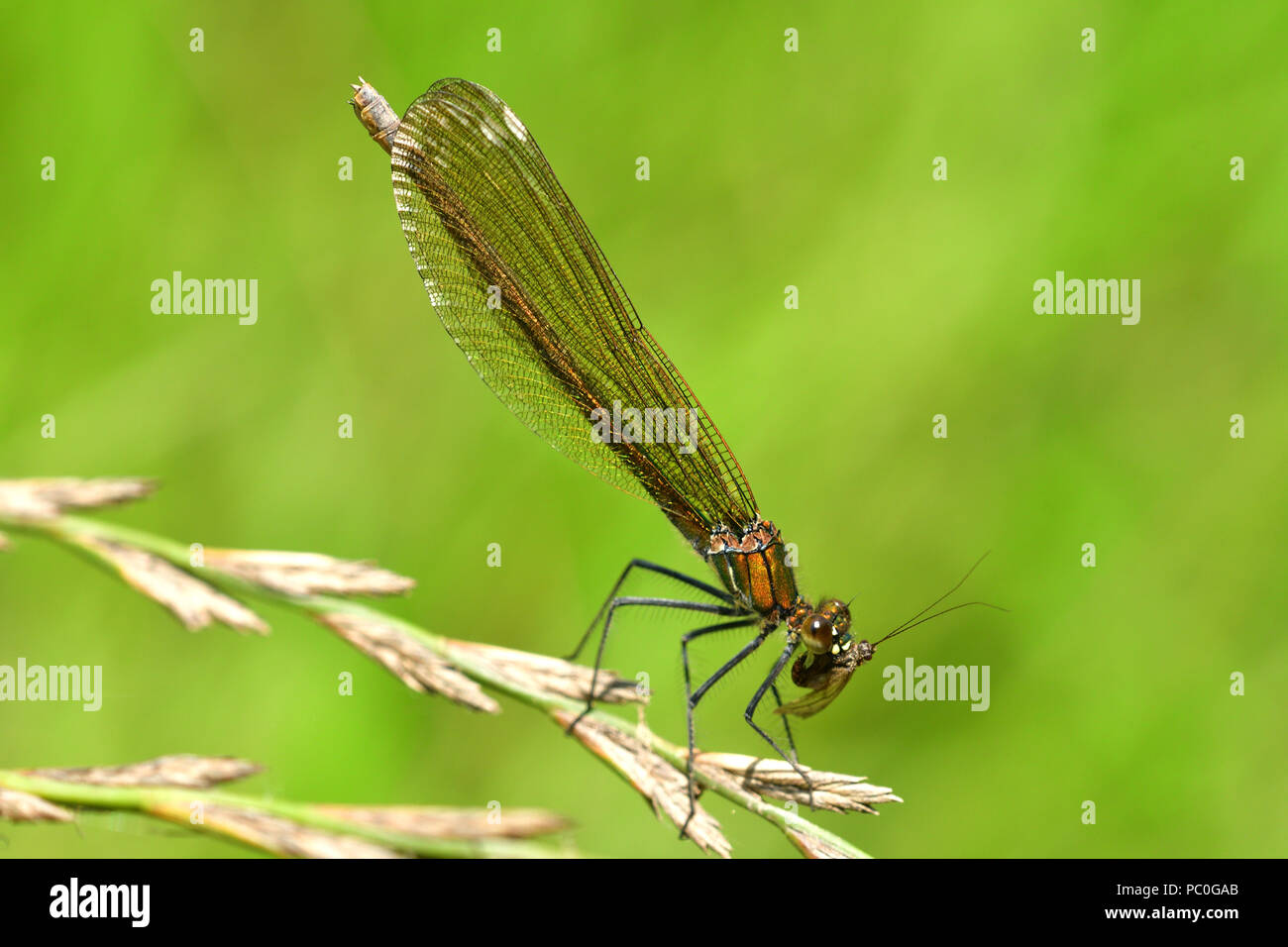 Dragonfly eating butterfly hi-res stock photography and images - Alamy