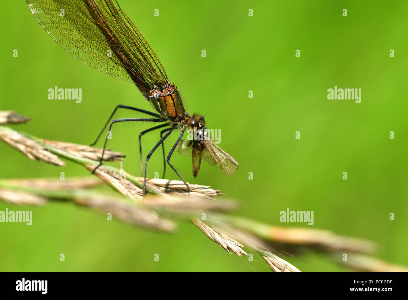 Dragonfly eating butterfly hi-res stock photography and images - Alamy