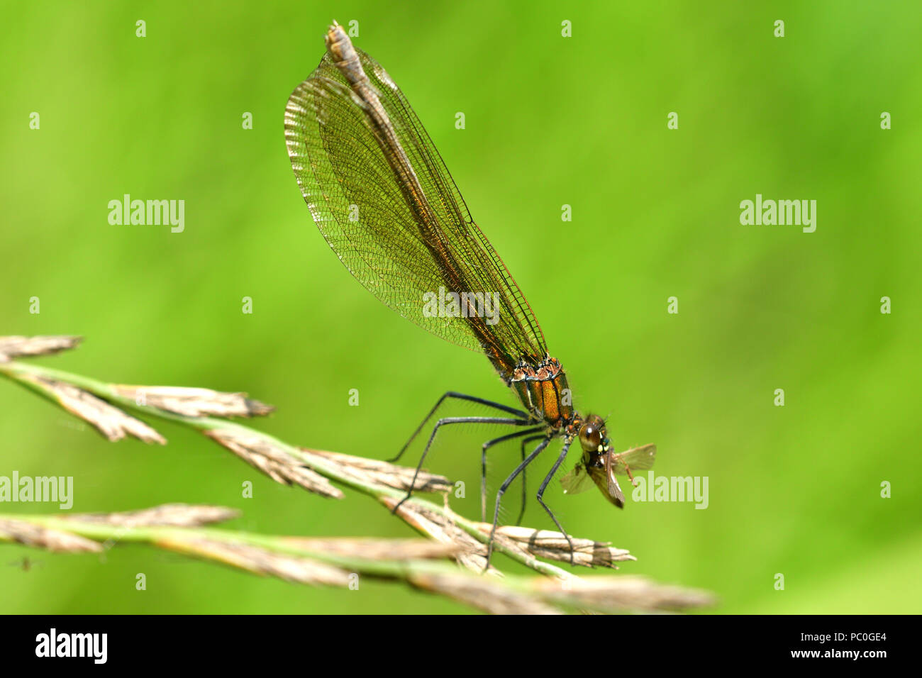 Dragonfly eating butterfly hi-res stock photography and images - Alamy