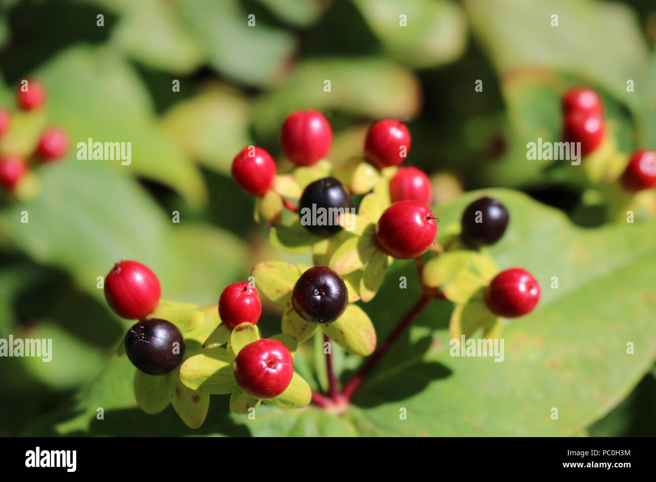 Black and red berries Stock Photo - Alamy