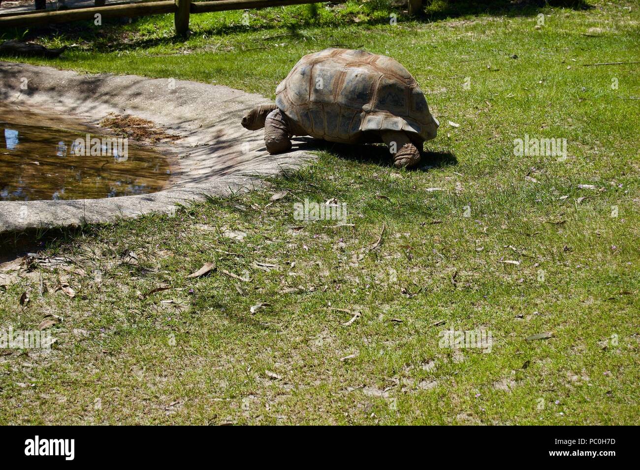 Victoria endangered animals australia hi-res stock photography and ...