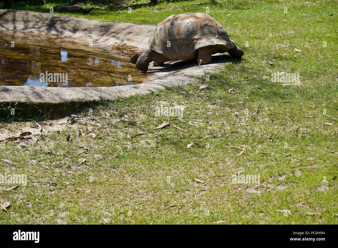 Melbourne zoo tortoise hi-res stock photography and images - Alamy