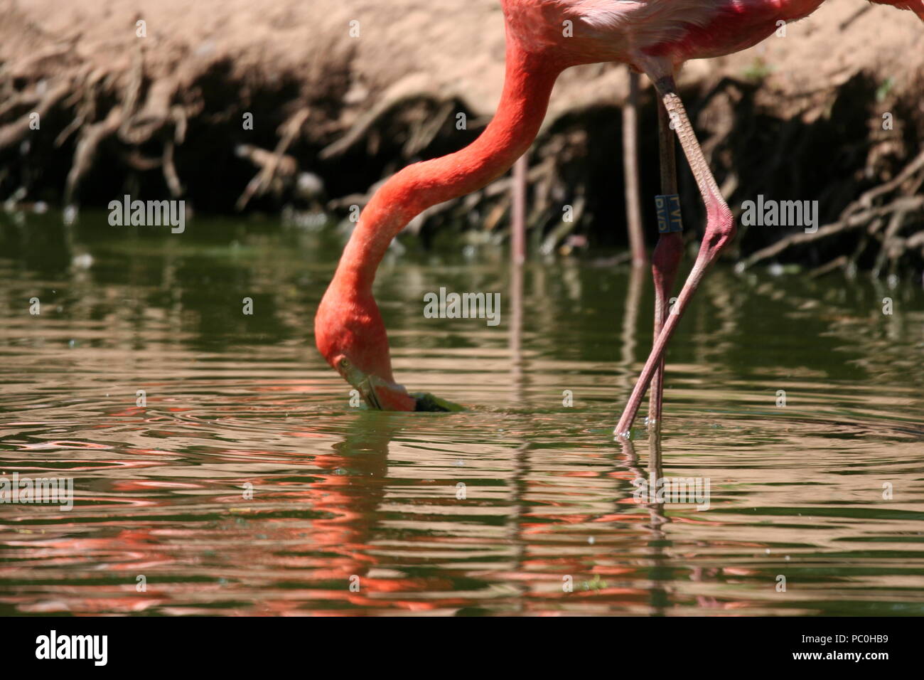 Flamingo Enclosure Stock Photos & Flamingo Enclosure Stock Images - Alamy