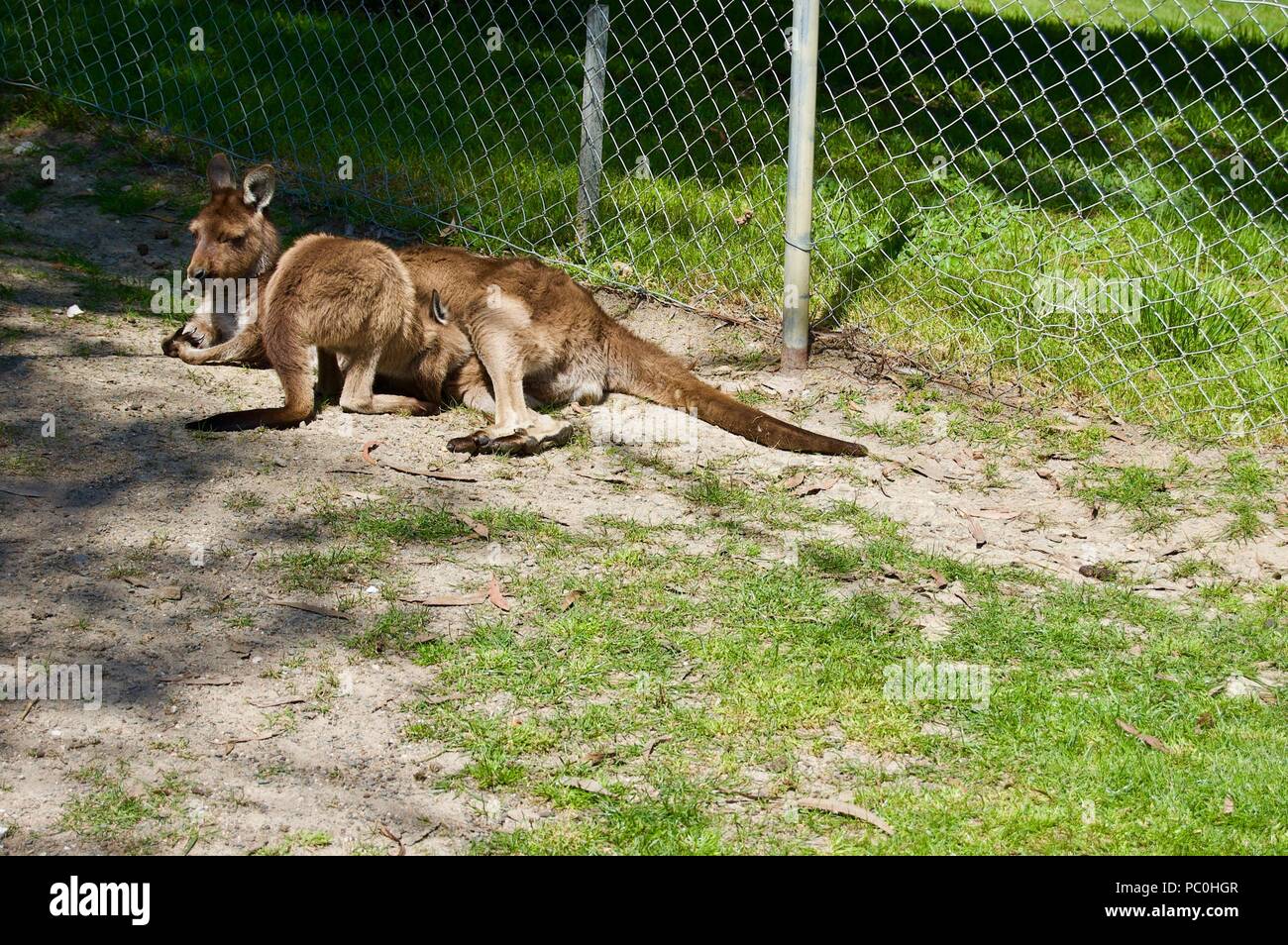Outback australian native animals hi-res stock photography and images ...