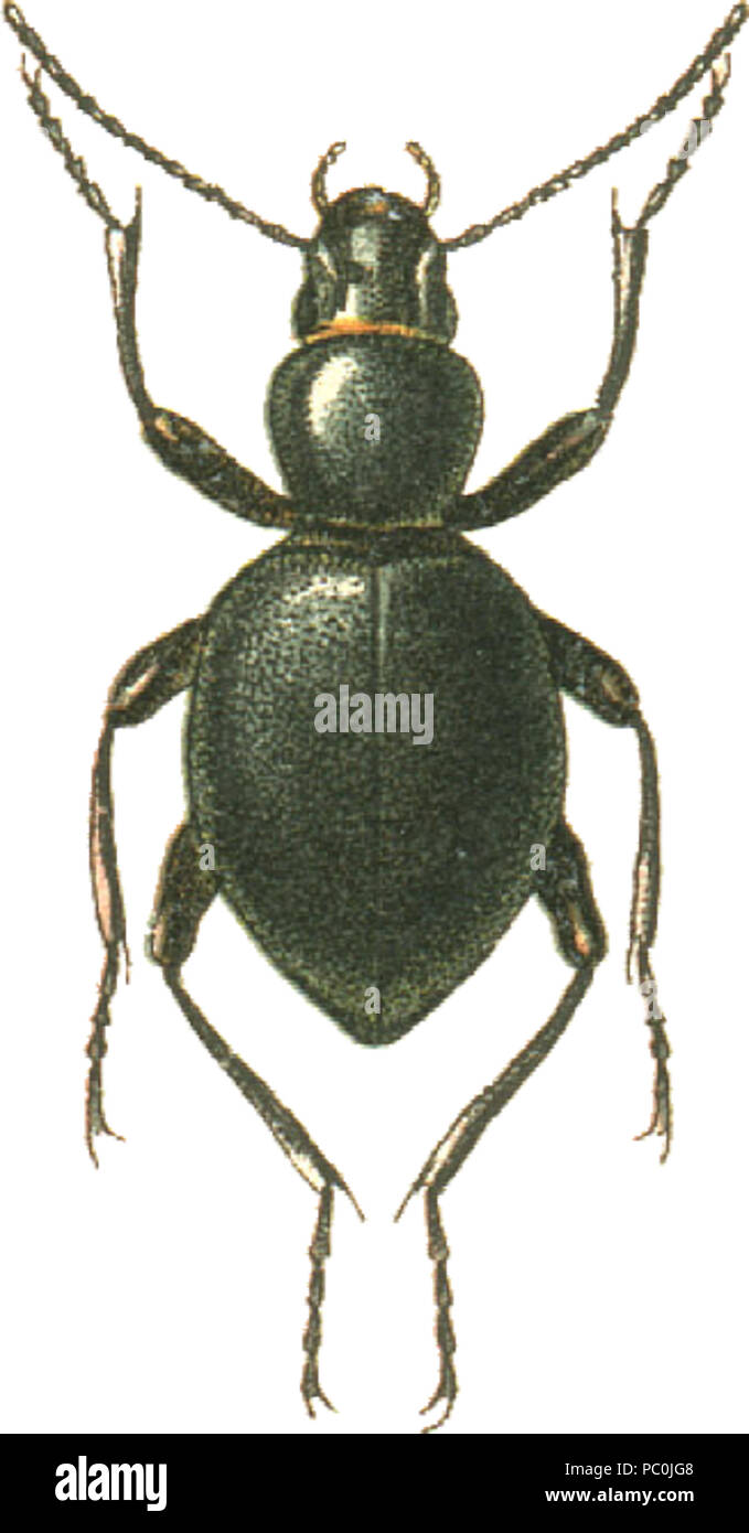 Alcinoe High Resolution Stock Photography and Images - Alamy