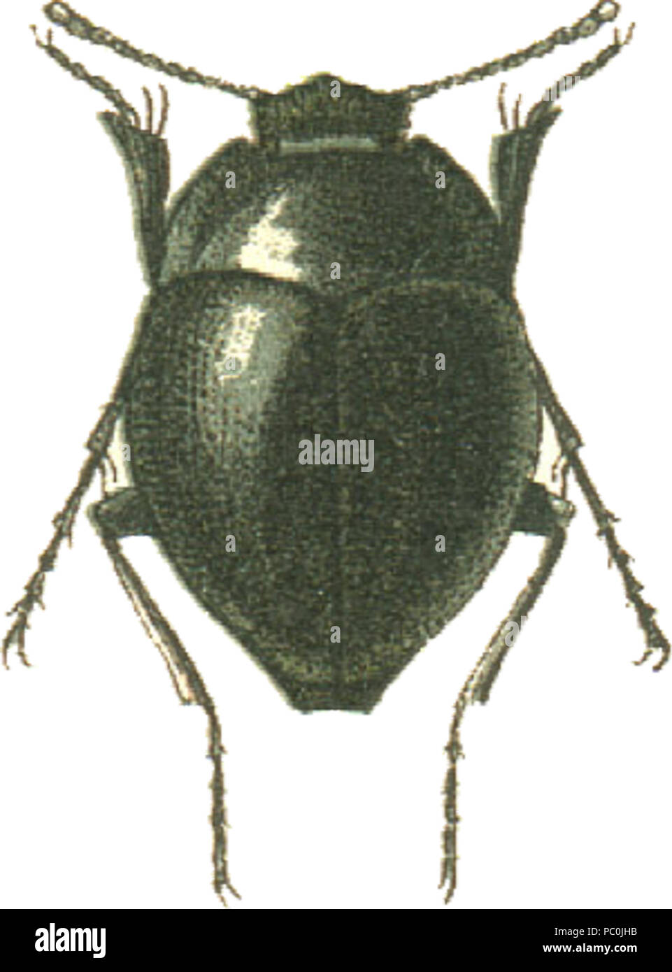 Rotundata hi-res stock photography and images - Alamy