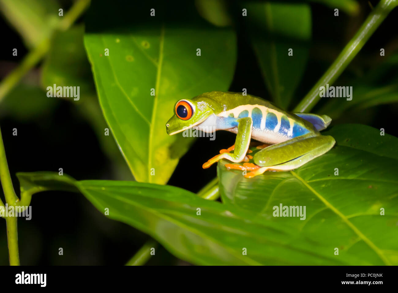 Animal jungle jungle frog hi-res stock photography and images - Alamy
