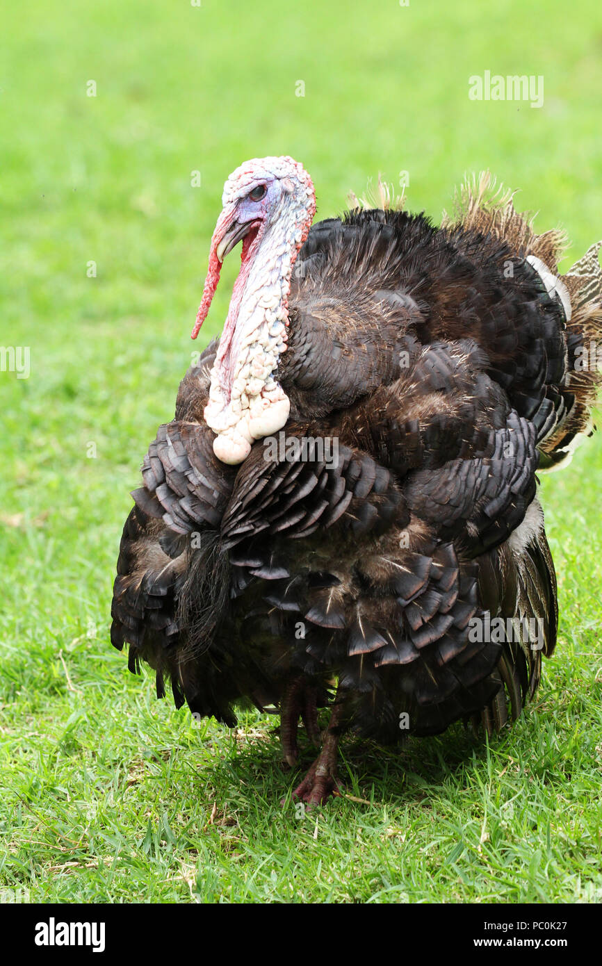 Big tom turkey hi-res stock photography and images - Alamy