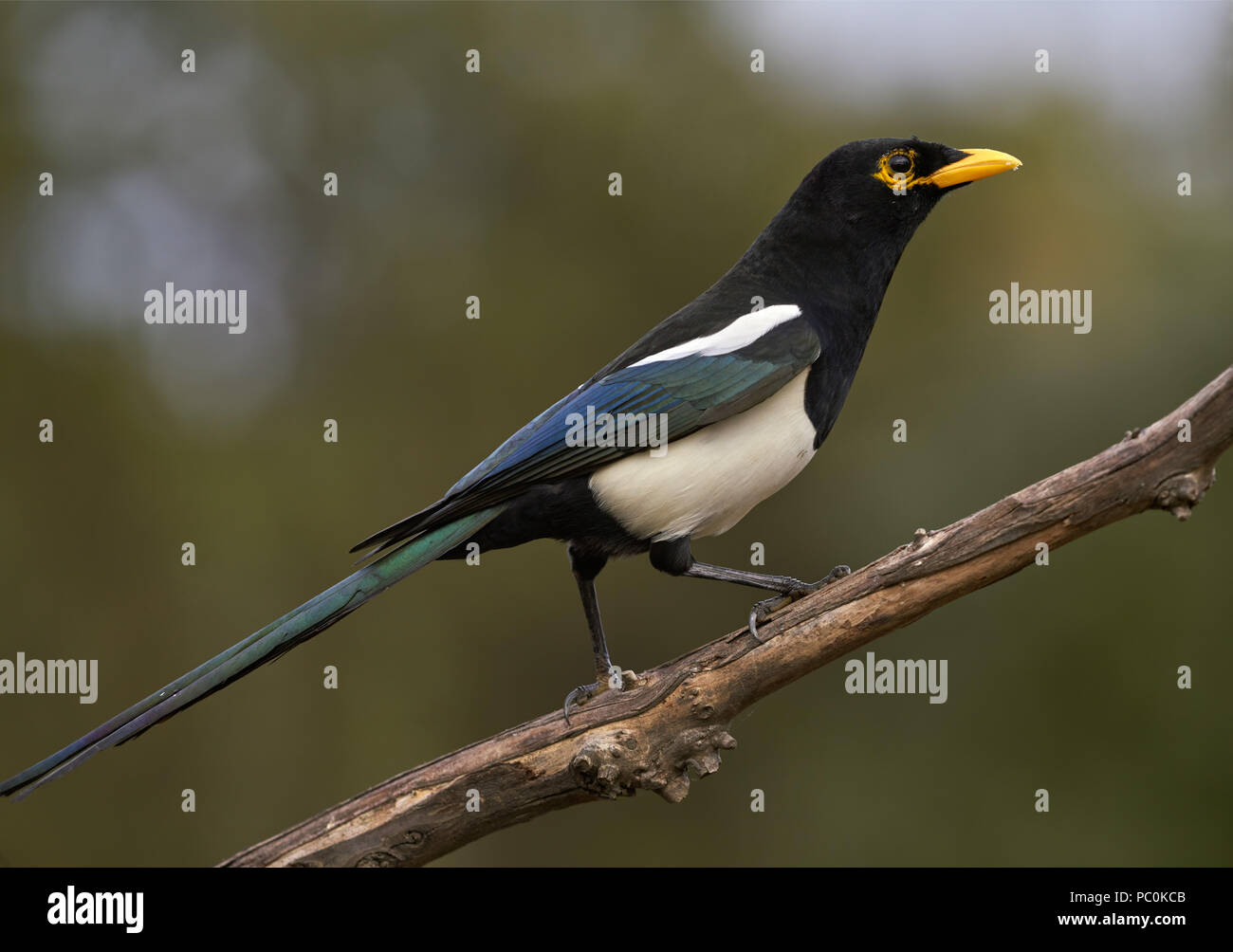 Yellow Billed Magpie American Crow