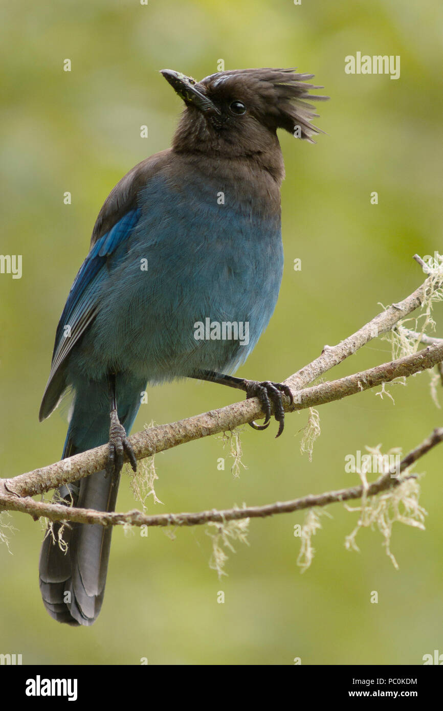 Steller’s jay california forest hi-res stock photography and images - Alamy