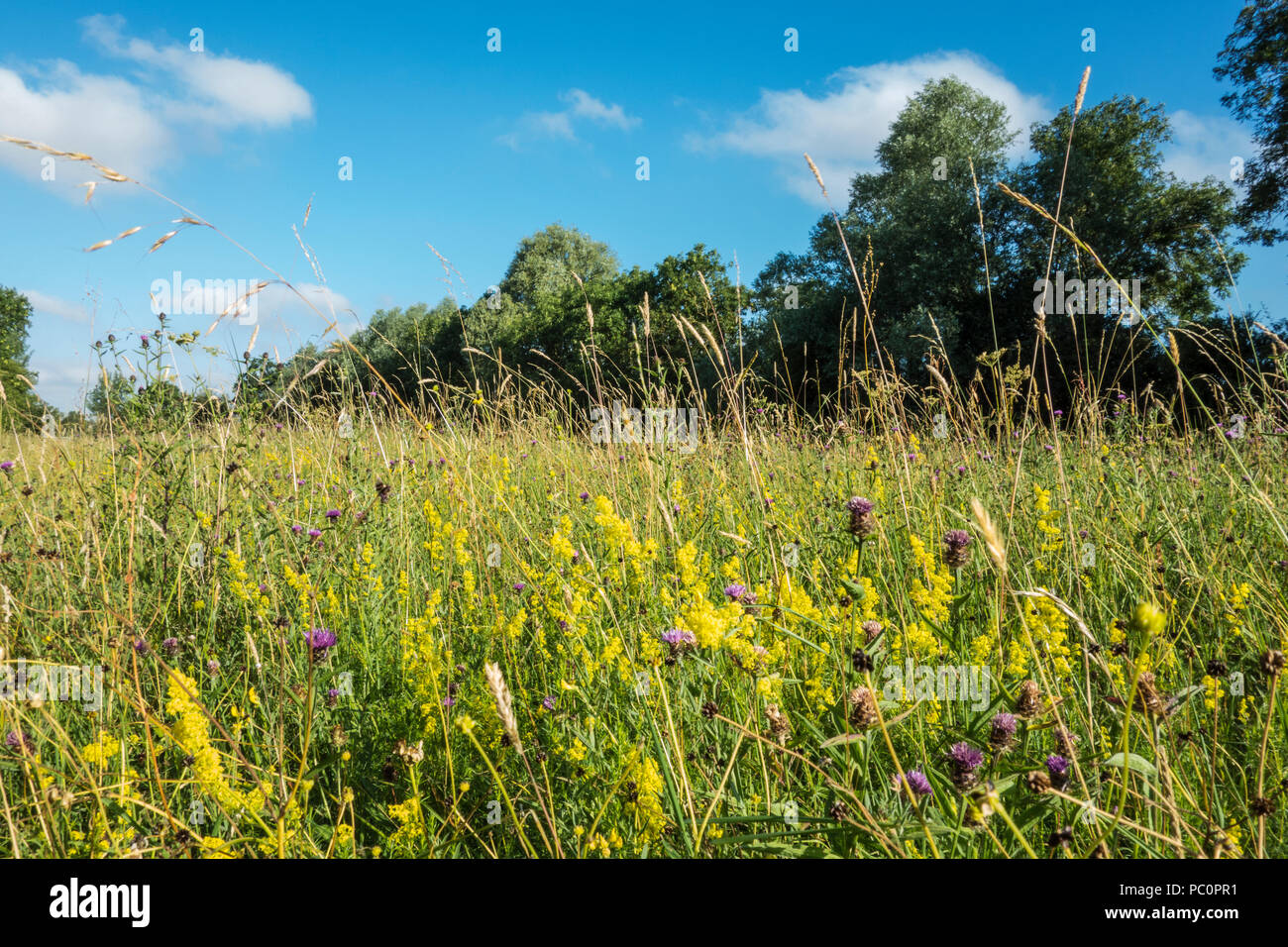 Chettisham meadow cambridgeshire hi-res stock photography and images ...