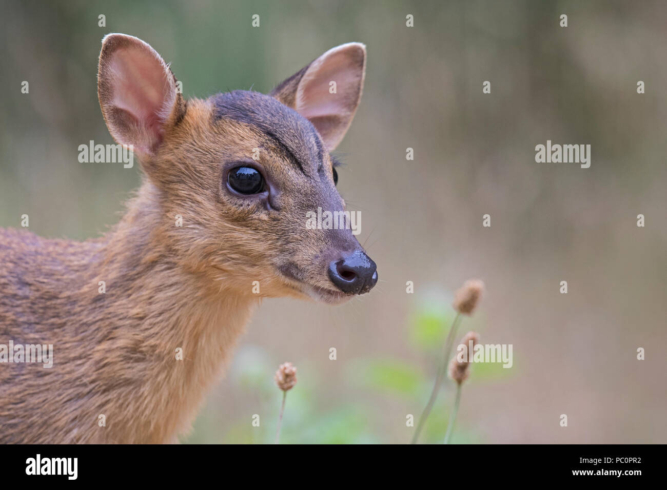 Uk muntiacus reevesi hi-res stock photography and images - Alamy