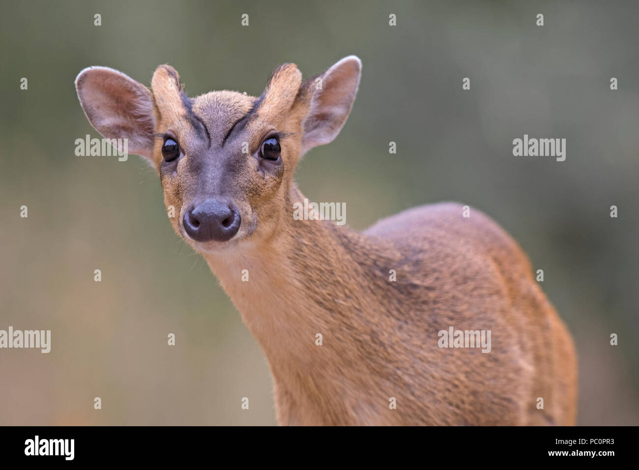 Male muntjac deer hi-res stock photography and images - Alamy