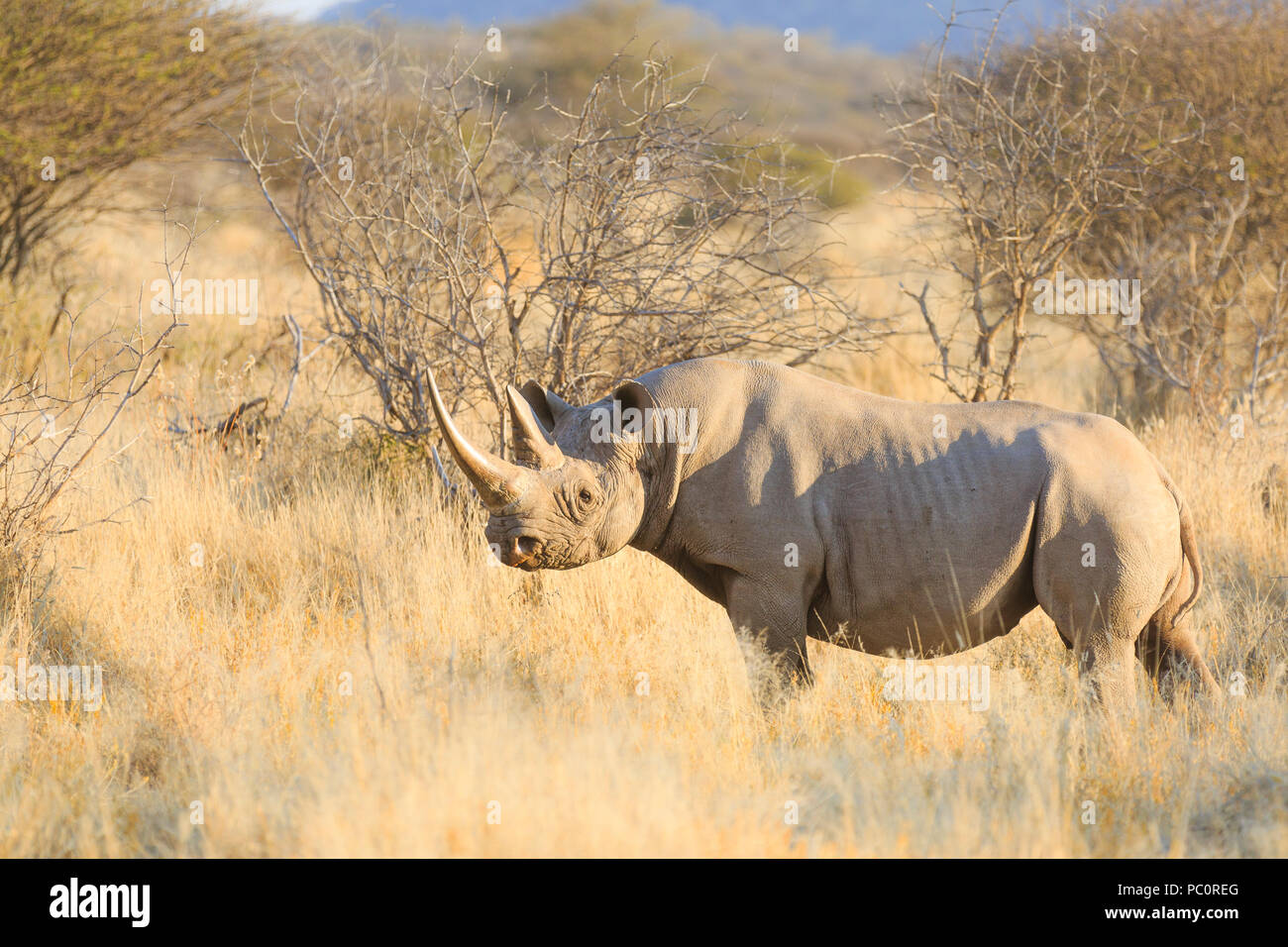 Black rhinoceros (Diceros bicornis) in dry scrubland, Erindi Resort ...