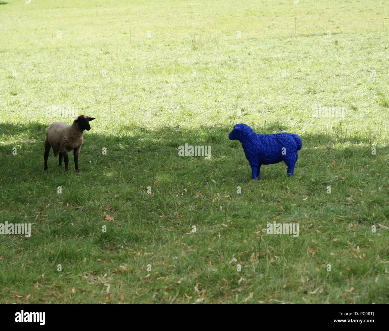 The blue sheep as a figure is marvelled at by the lamb Stock Photo - Alamy