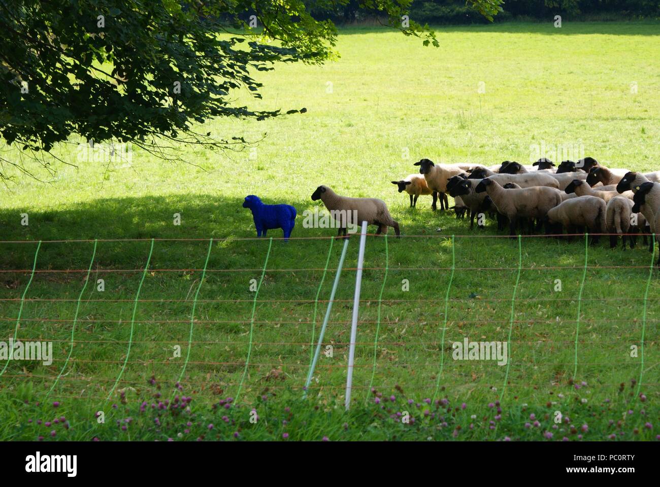 Blue sheep hi-res stock photography and images - Alamy