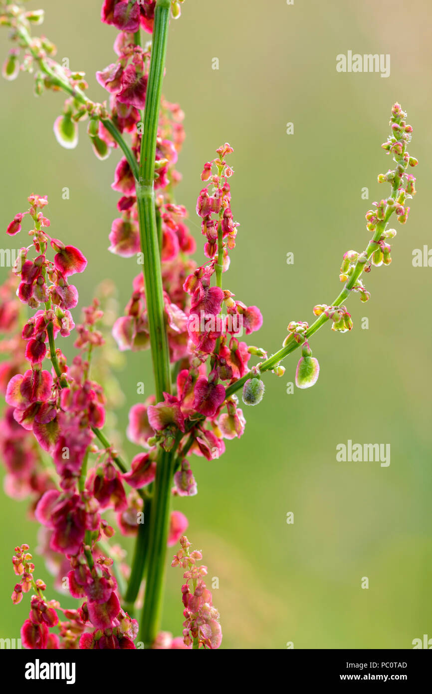Common Sorrel Rumex Acetosa Stock Photo - Alamy