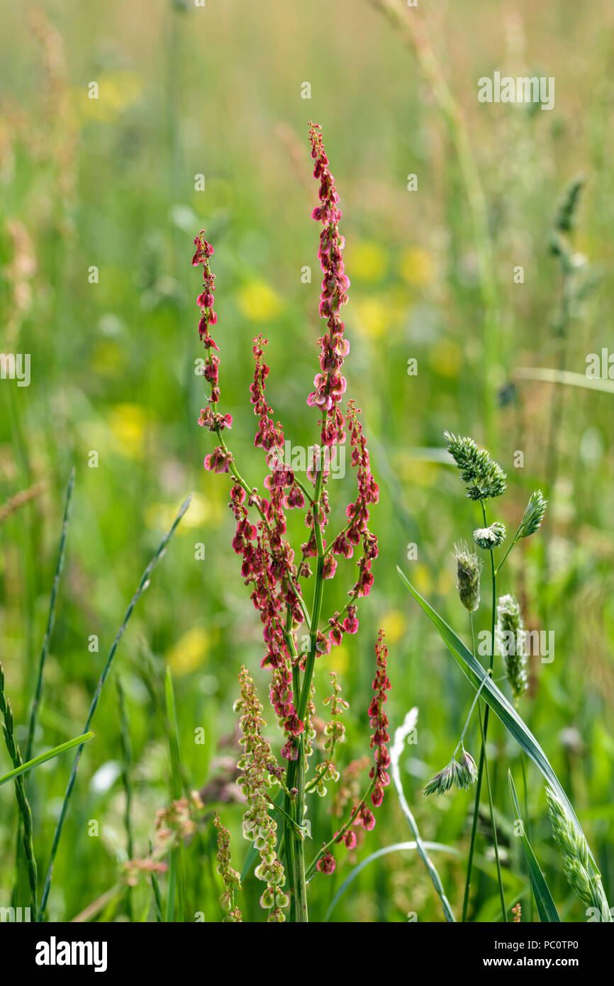 Common Sorrel Rumex Acetosa Stock Photo - Alamy