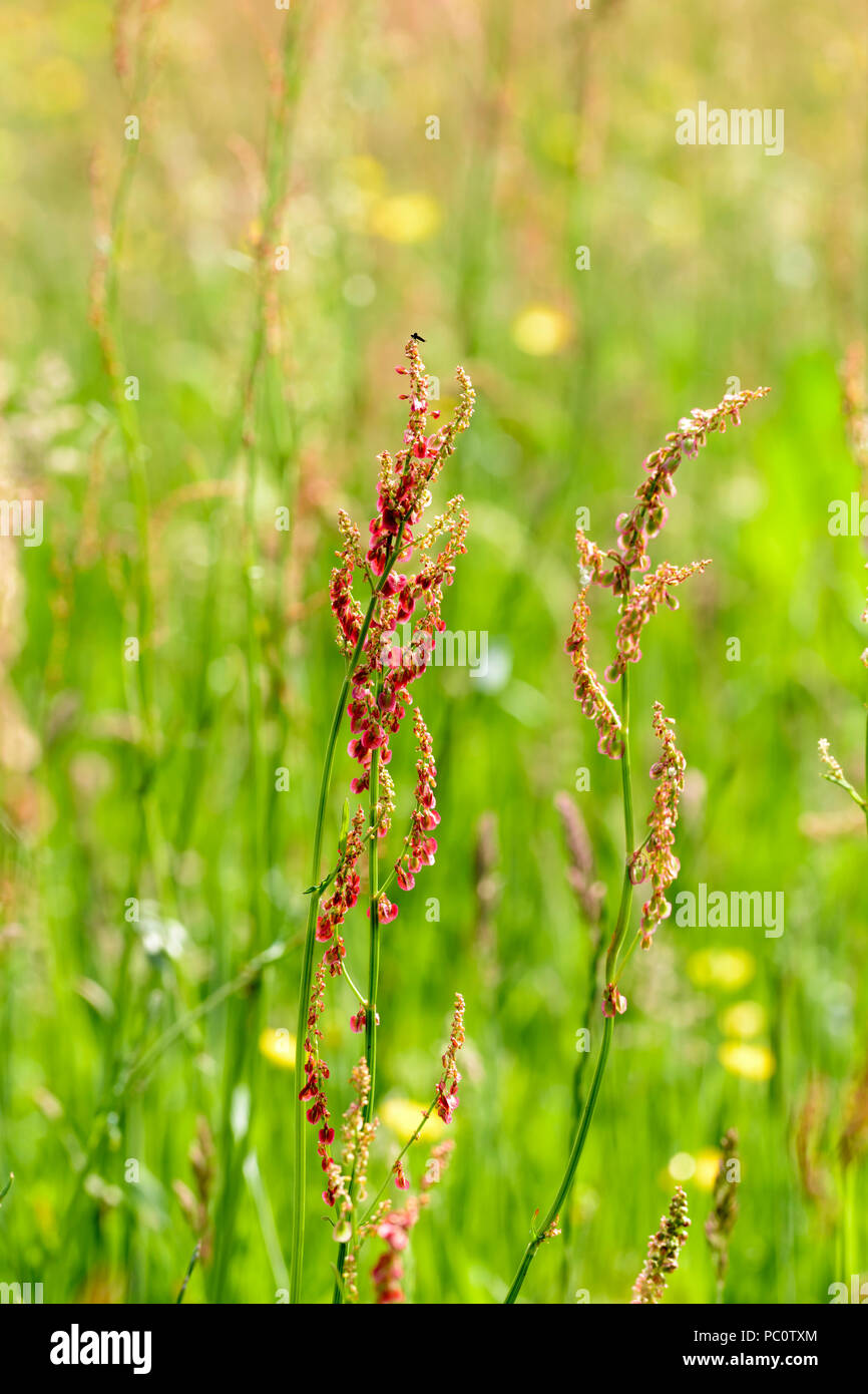 Common Sorrel Rumex Acetosa Stock Photo - Alamy