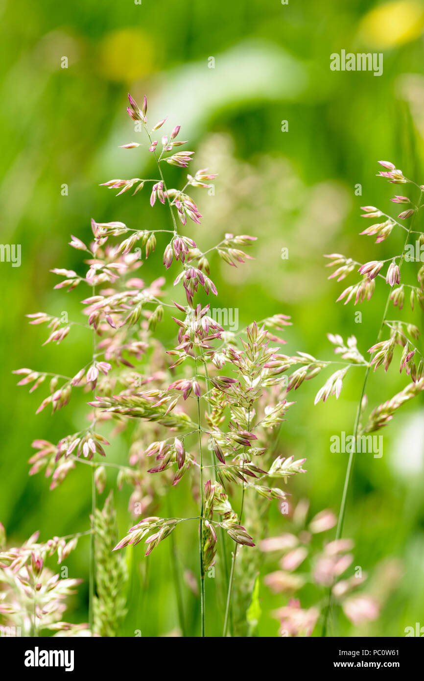 Yorkshire fog meadow grass Holcus lanatus Stock Photo - Alamy