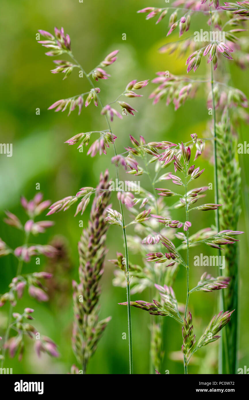 Yorkshire fog hi-res stock photography and images - Alamy