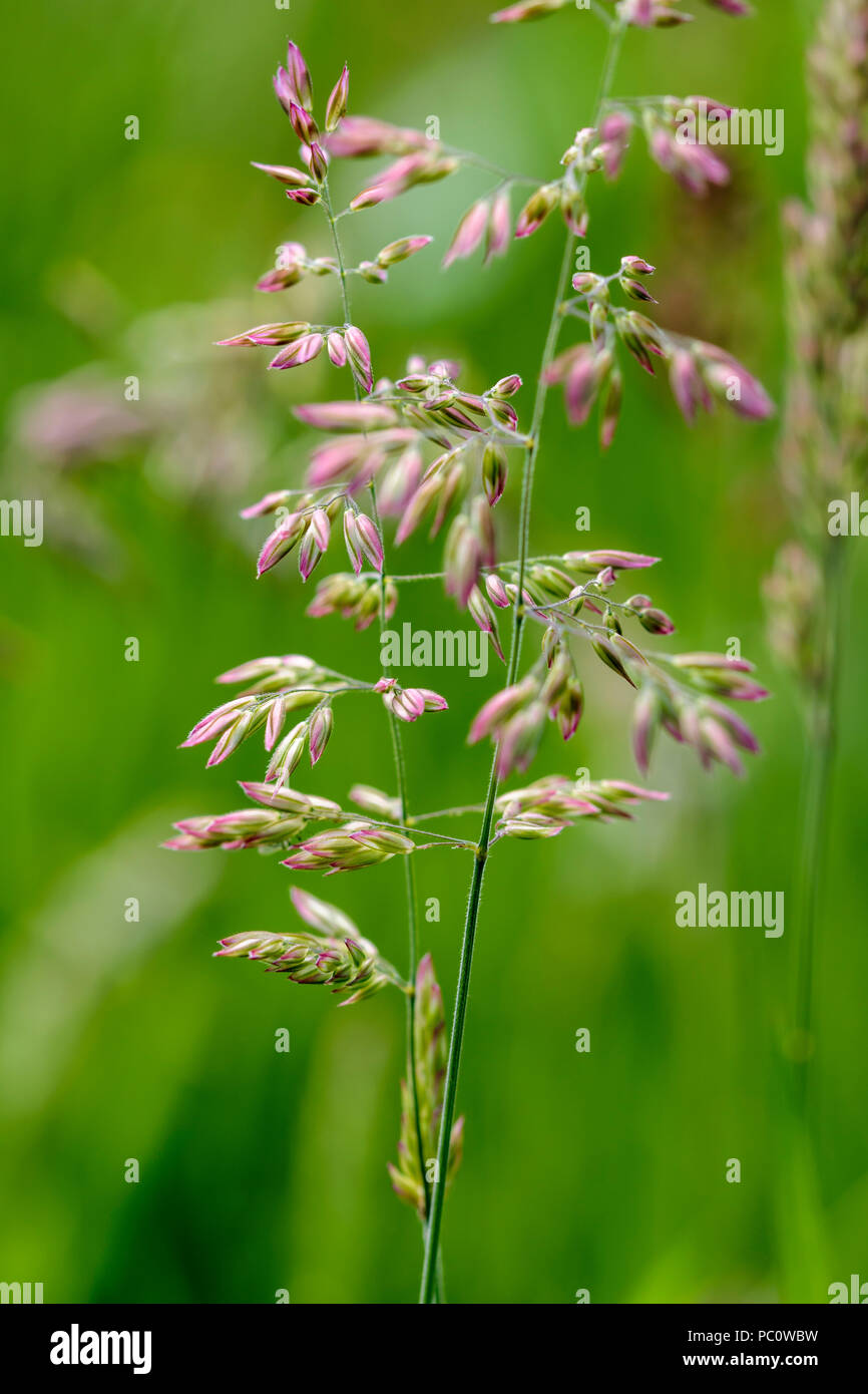 Yorkshire fog meadow grass Holcus lanatus Stock Photo - Alamy