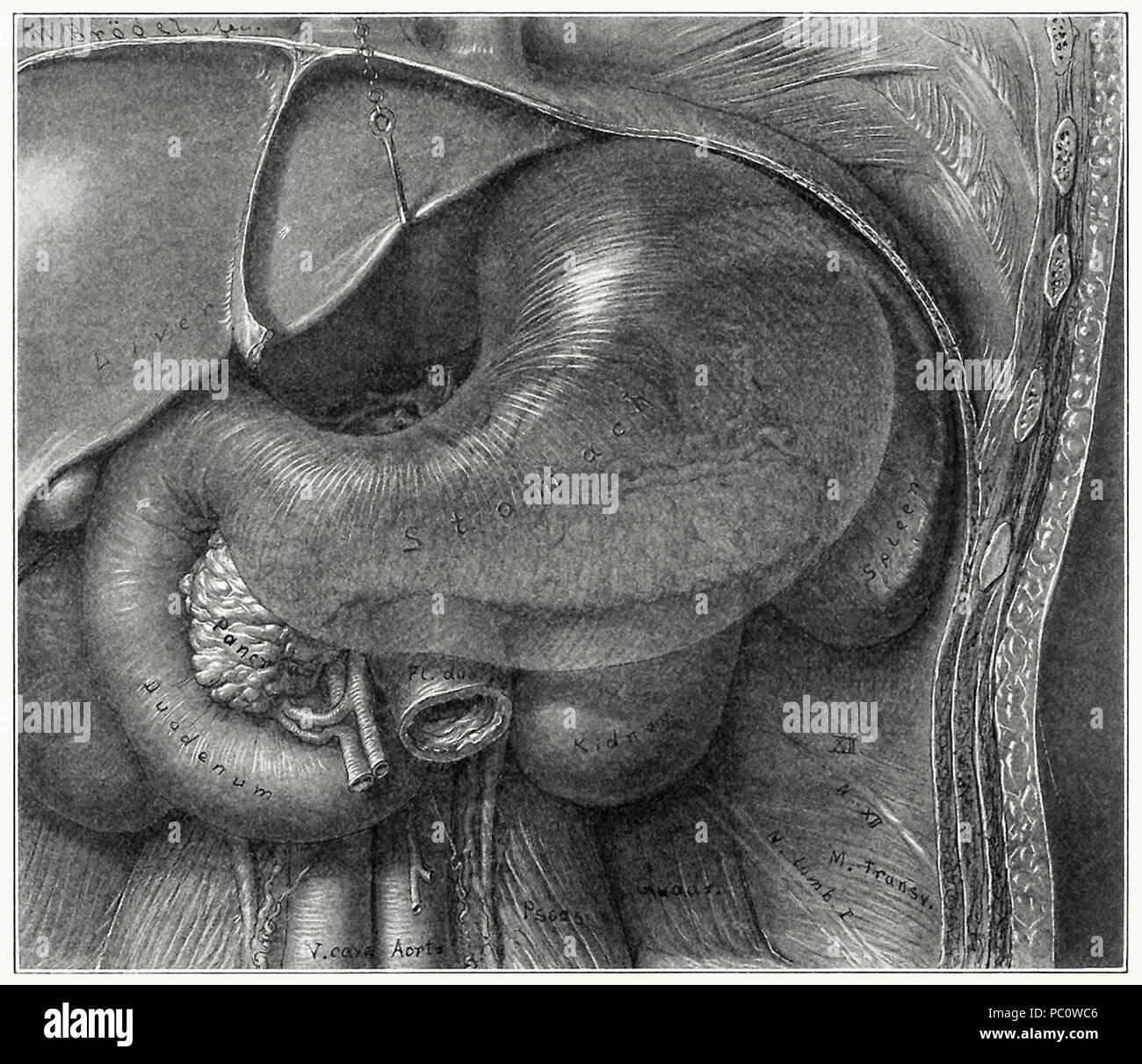 Dissection dissection hi-res stock photography and images - Alamy