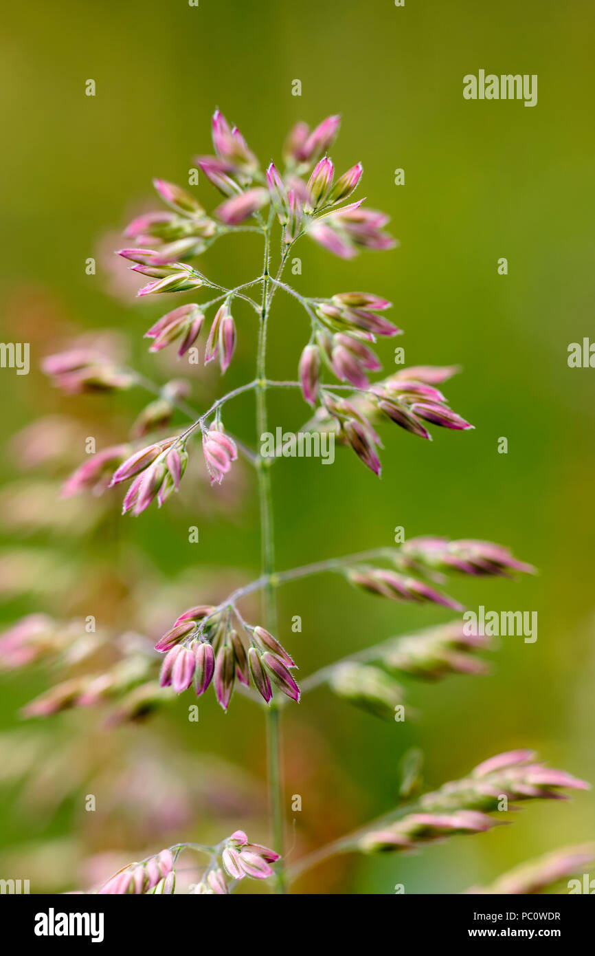 Yorkshire fog meadow grass Holcus lanatus Stock Photo - Alamy