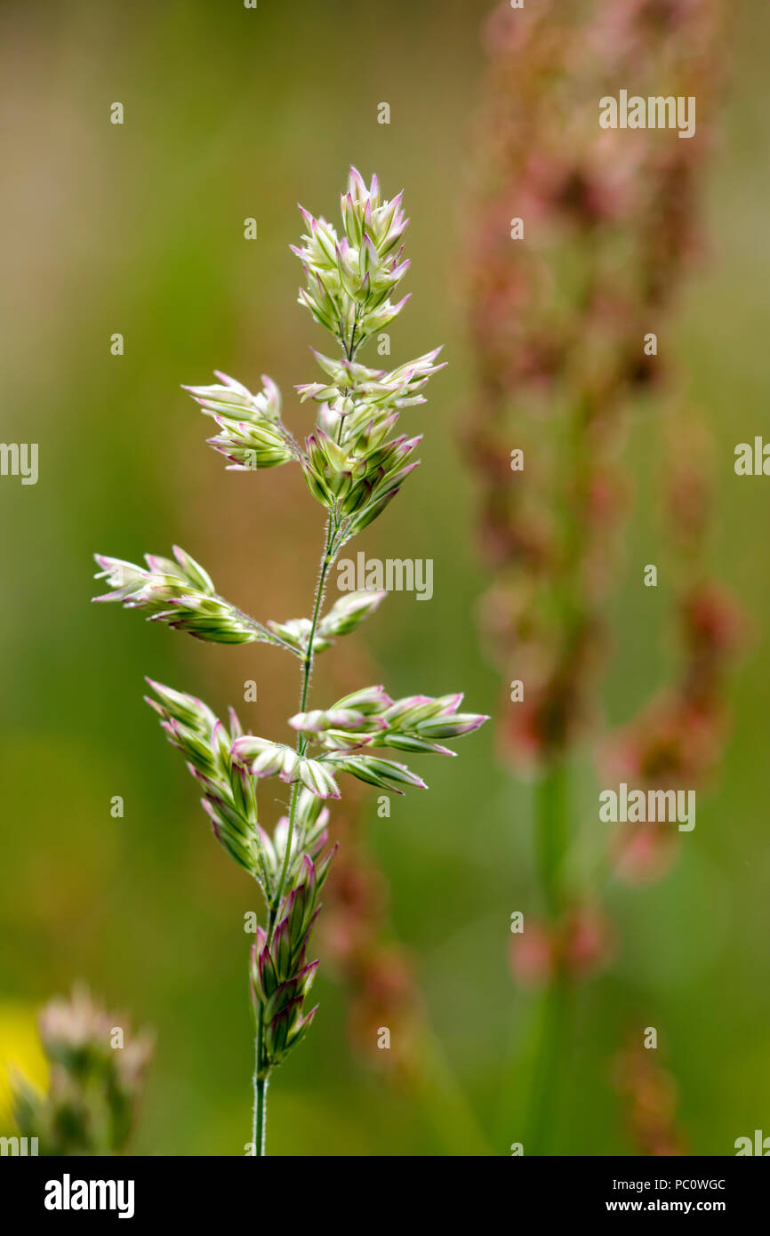 Yorkshire fog meadow grass Holcus lanatus Stock Photo - Alamy