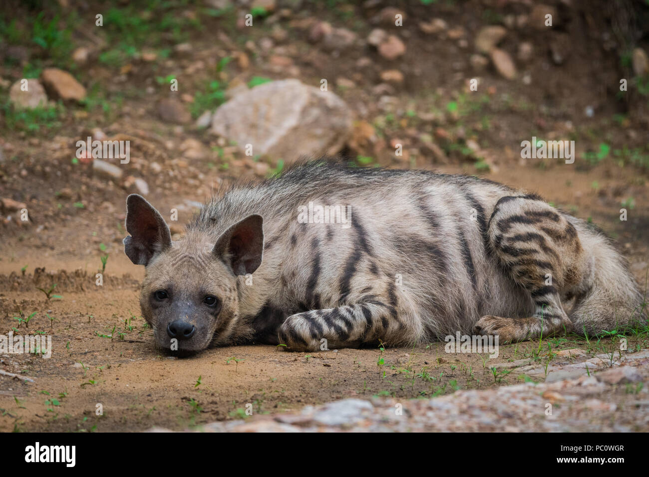Striped hyena hi-res stock photography and images - Alamy