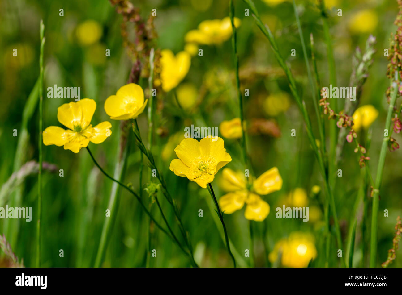 Common native buttercup Ranunculus acris Stock Photo - Alamy