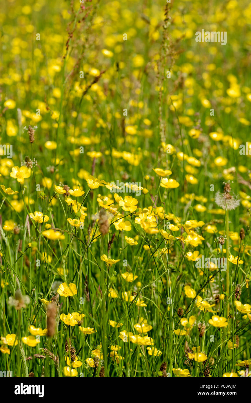 Common native buttercup Ranunculus acris Stock Photo - Alamy