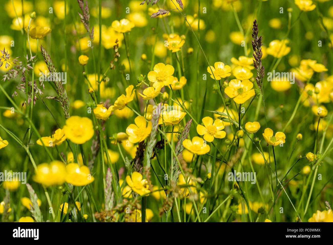 Common native buttercup Ranunculus acris Stock Photo - Alamy