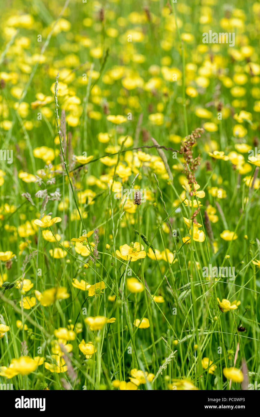 Common native buttercup Ranunculus acris Stock Photo - Alamy