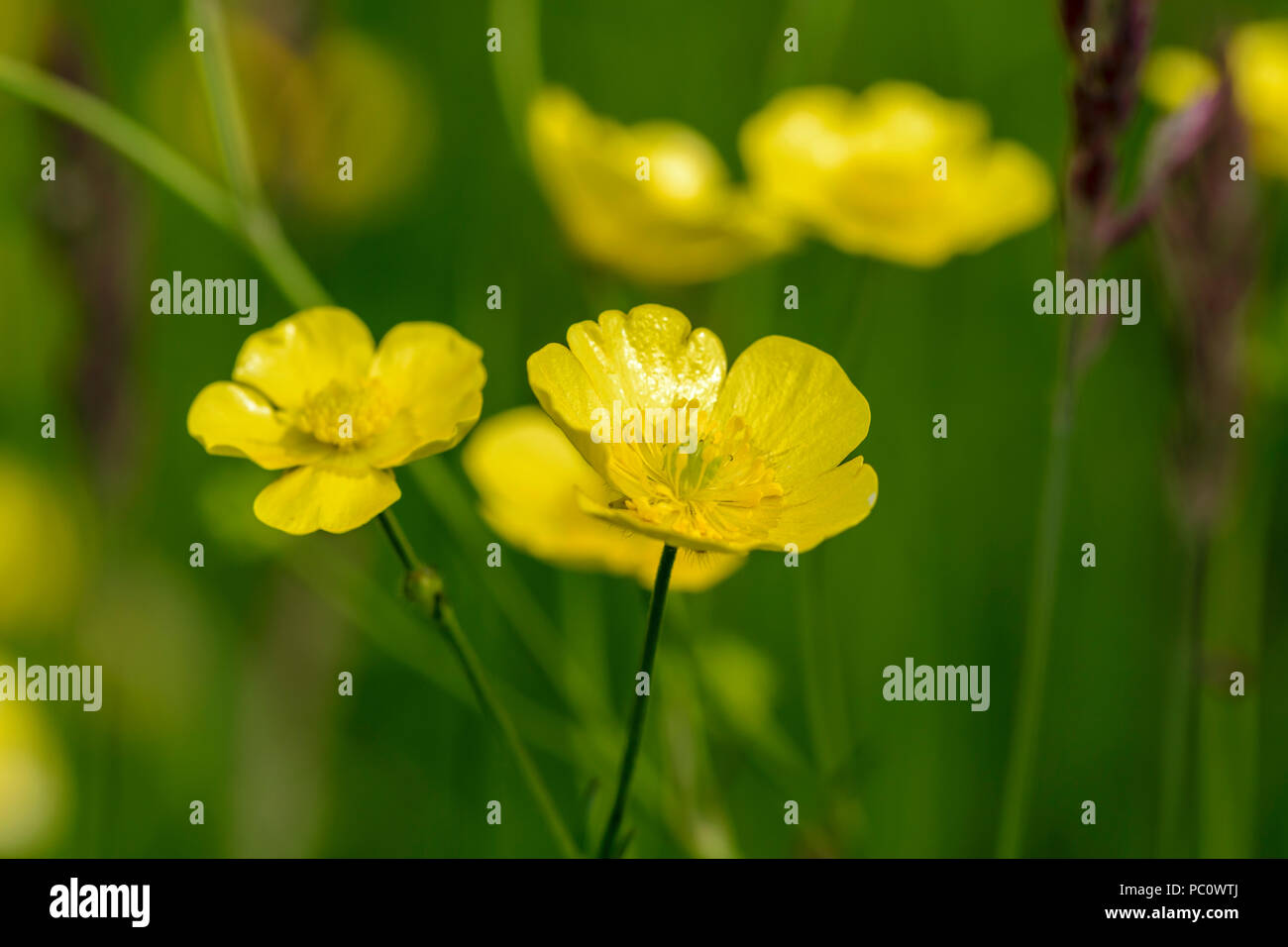 Common native buttercup Ranunculus acris Stock Photo - Alamy