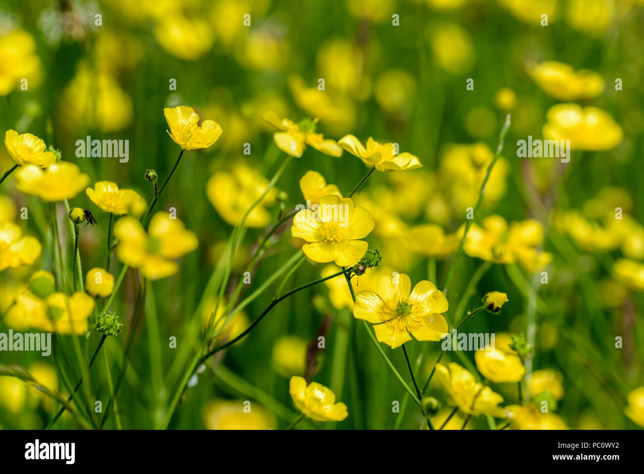 Common native buttercup Ranunculus acris Stock Photo - Alamy