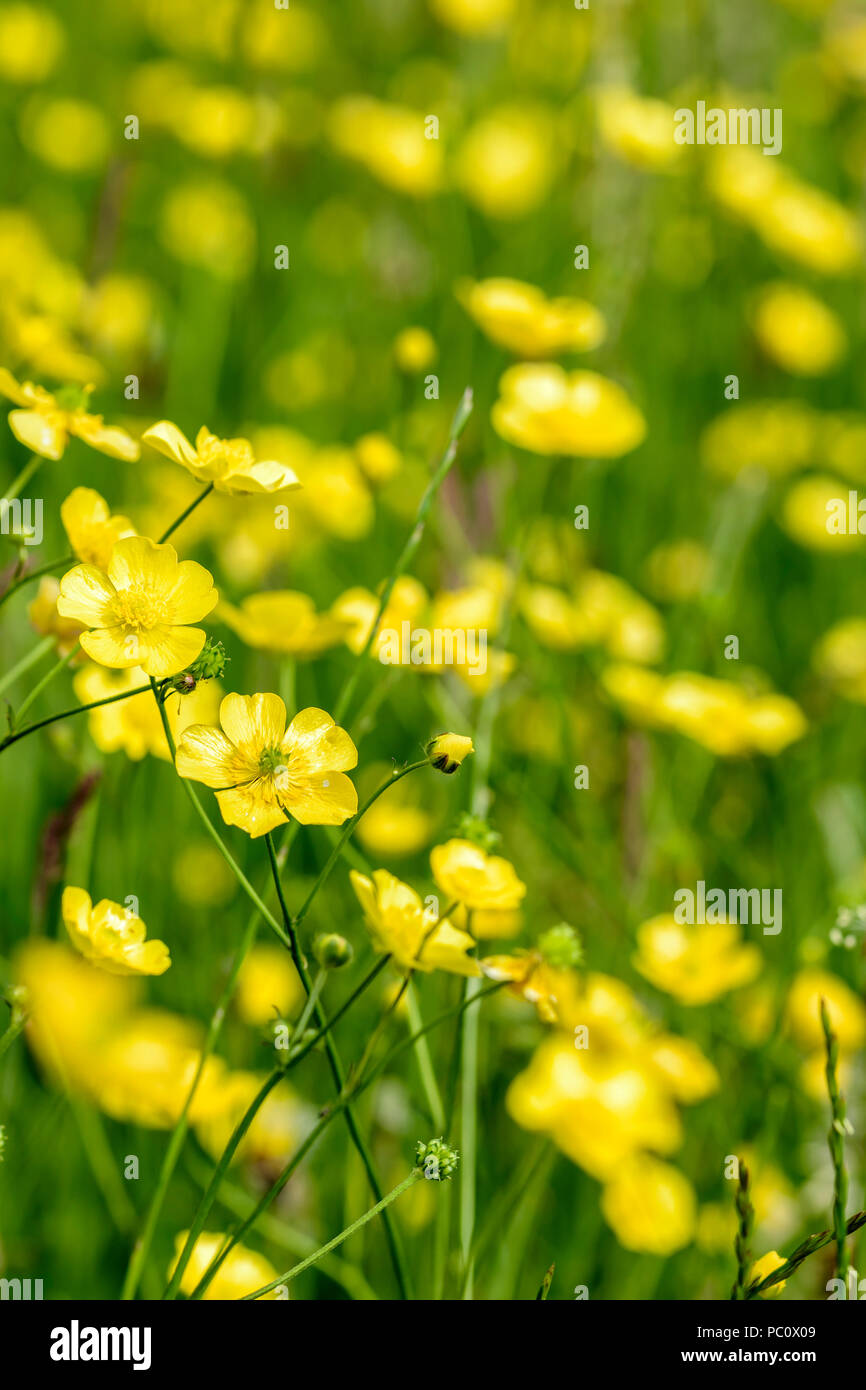 Common native buttercup Ranunculus acris Stock Photo - Alamy