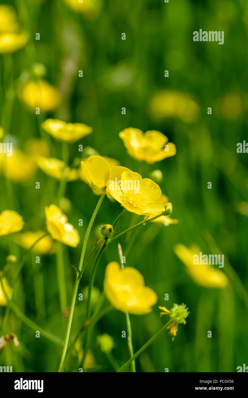 Common native buttercup Ranunculus acris Stock Photo - Alamy