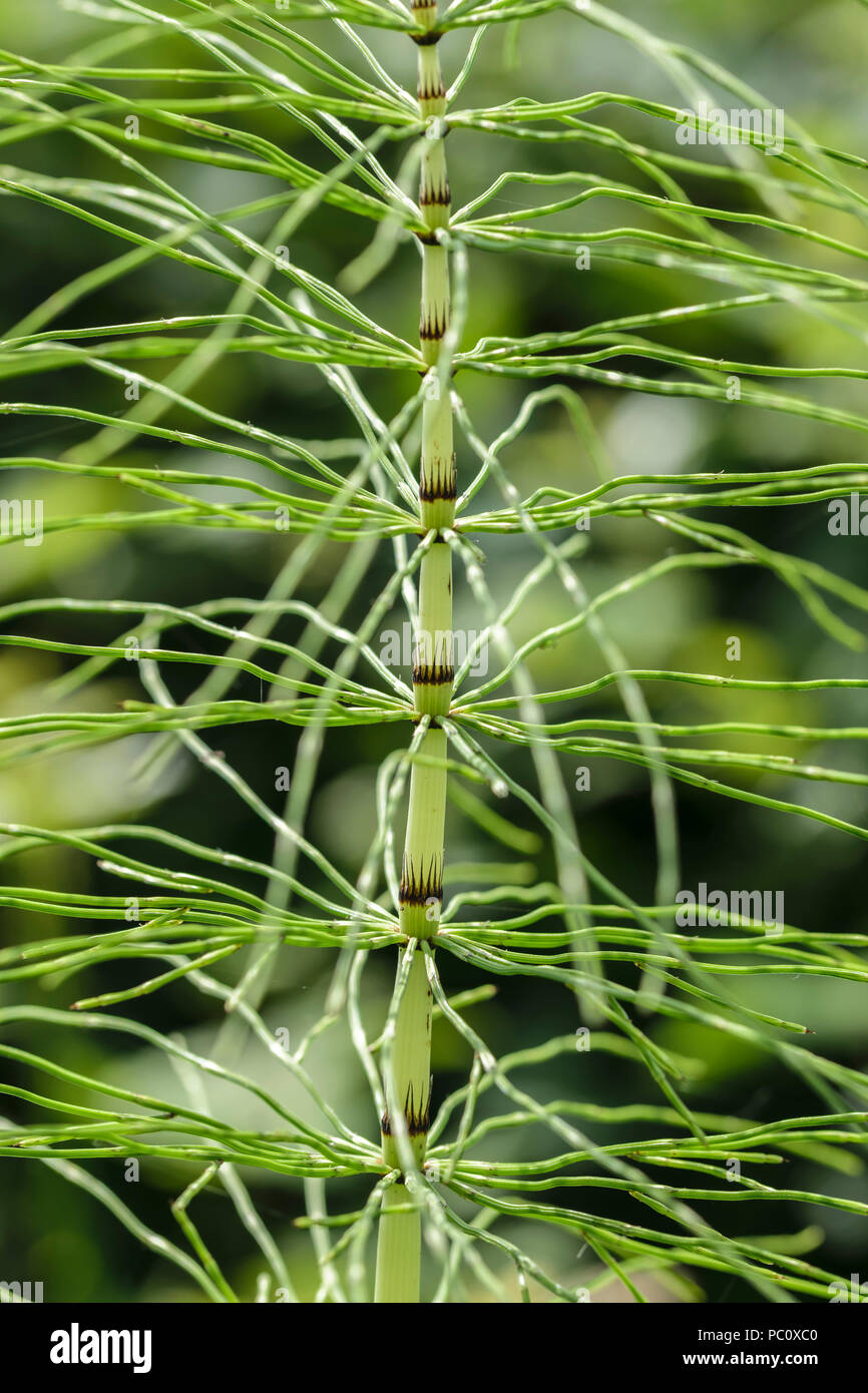 Horsetail plant Equisetum arvense Stock Photo - Alamy