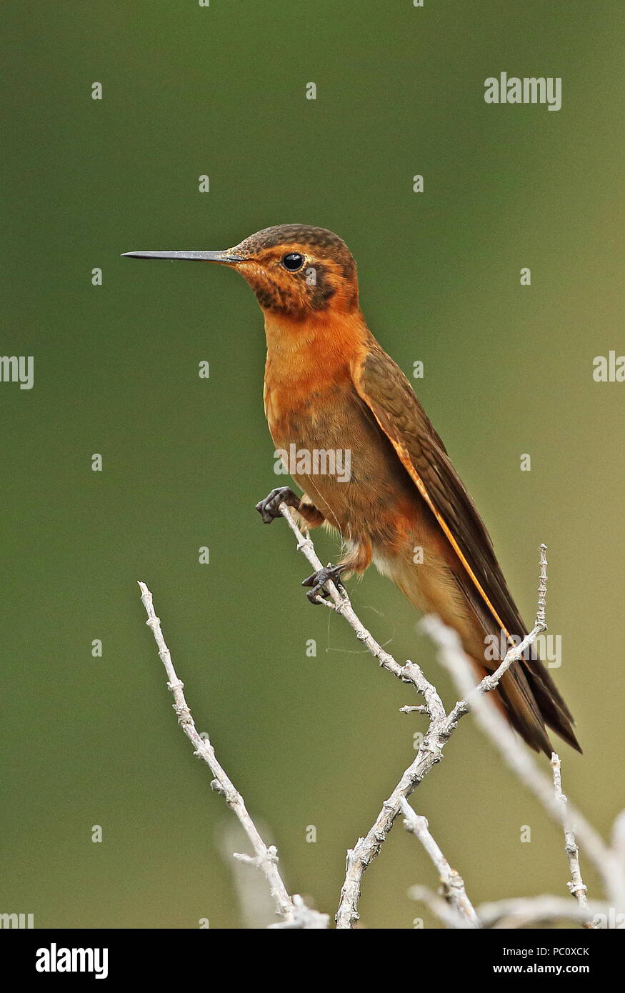 Dead hummingbird hi-res stock photography and images - Alamy